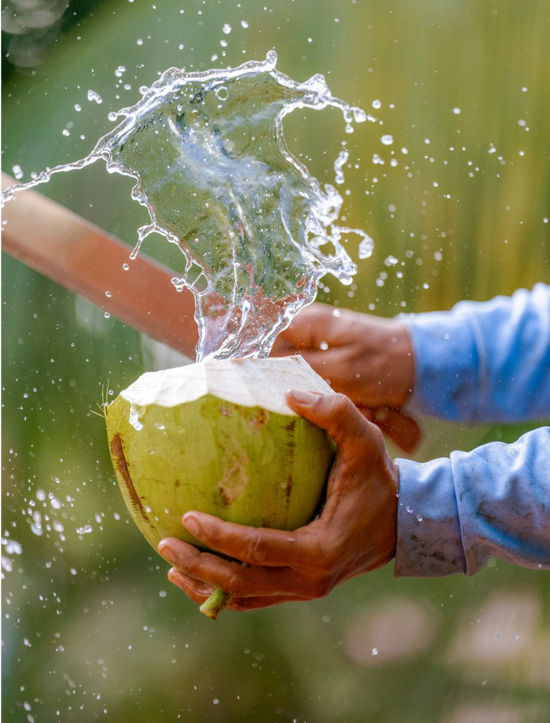 The Nam Hom Coconut - Harmless Harvest | Organic Coconut Water & Beverages